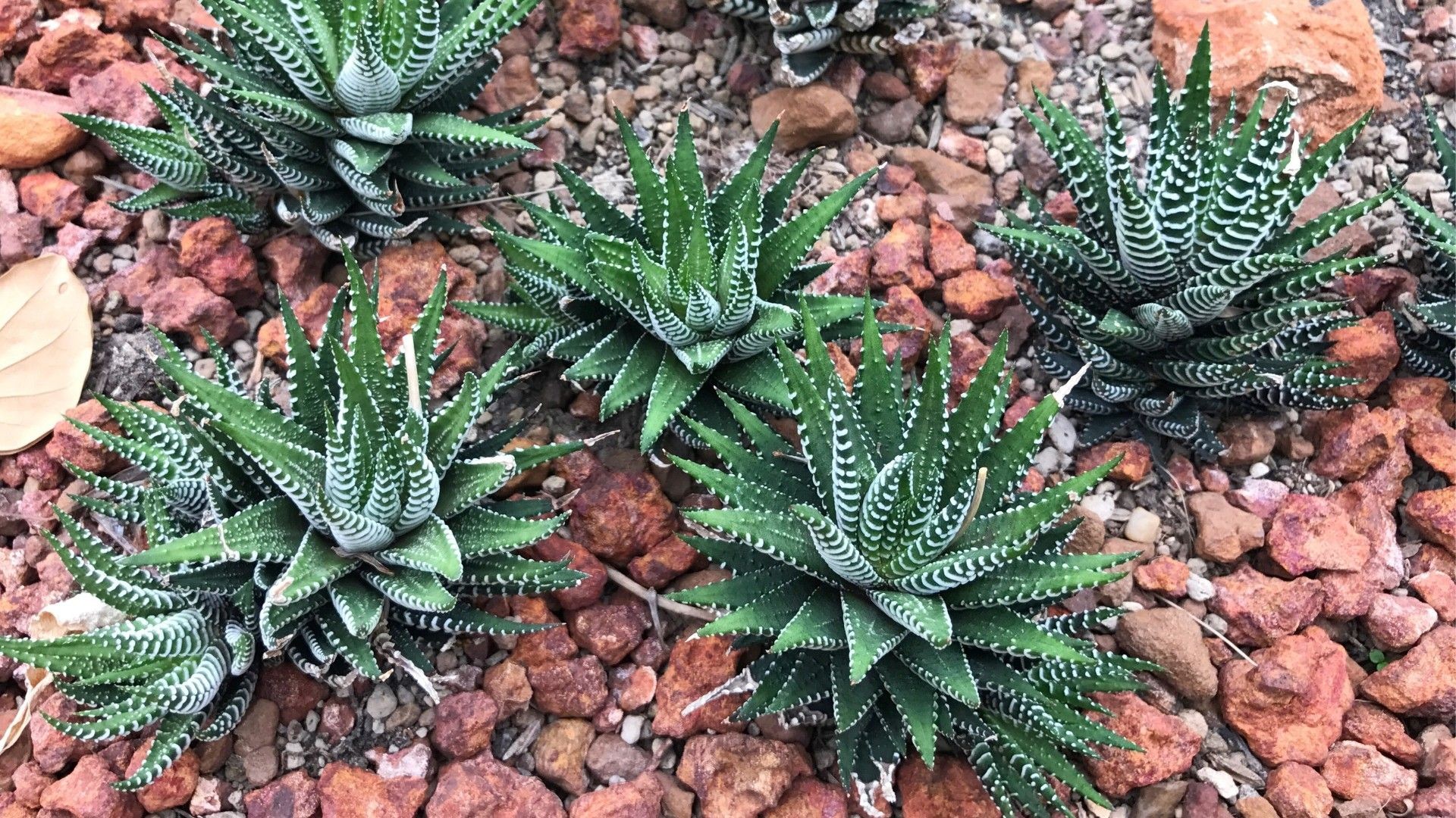 Zebra plant (Haworthia fasciata) Flower, Leaf, Care, Uses - PictureThis
