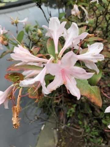 Rhododendron atlanticum - PictureThis