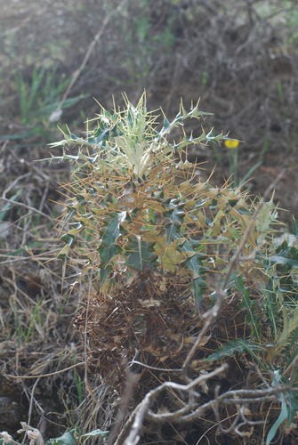 Ptilostemon Flower, Leaf, Care, Uses - PictureThis