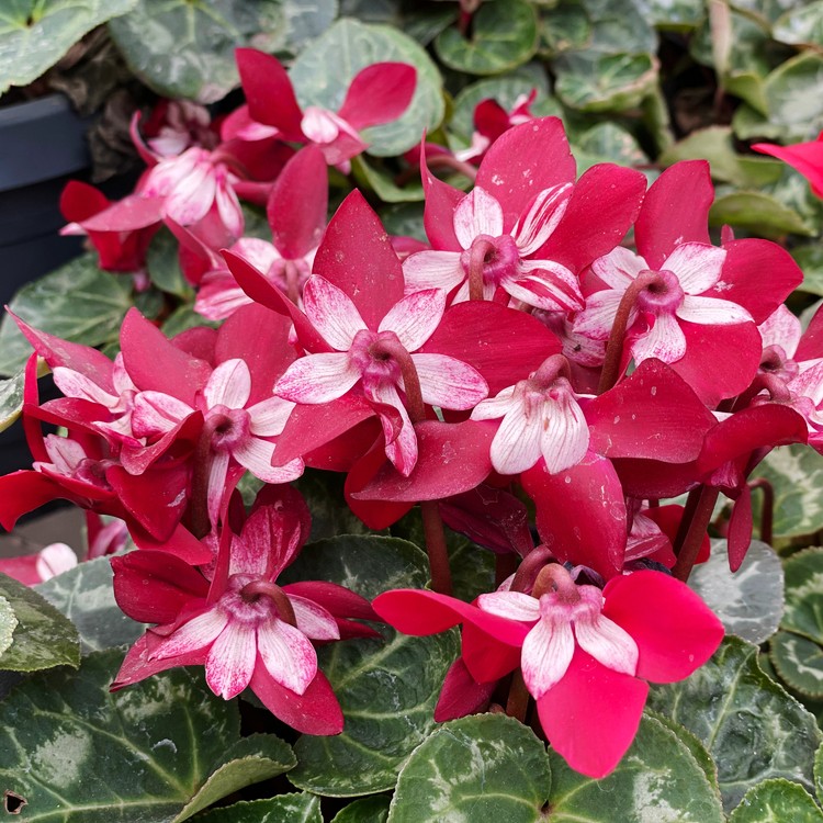 Cyclamen (Cyclamen) - PictureThis