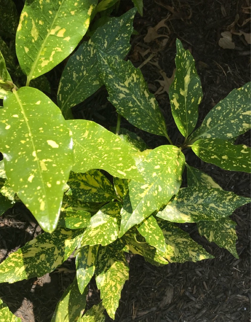 Japanese laurel (Aucuba japonica) Flower, Leaf, Care, Uses - PictureThis