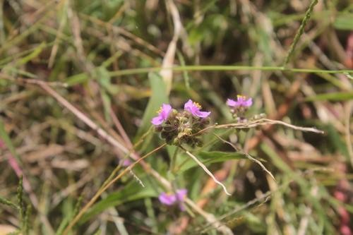 Tripogandra purpurascens - PictureThis