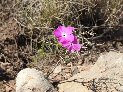 Threadleaf phlox (Phlox mesoleuca) Flower, Leaf, Care, Uses - PictureThis