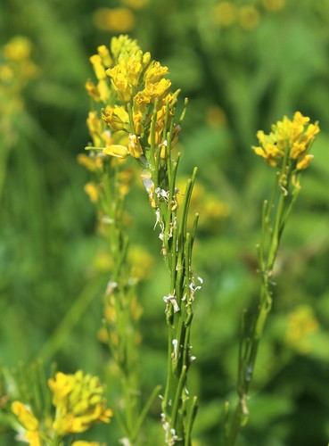 Barbarea stricta - PictureThis