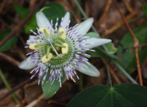 How to Grow and Care for Passiflora gibertii