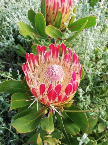 Protea obtusifolia - PictureThis