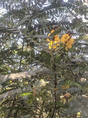 Retama africana (Senna didymobotrya) - PictureThis