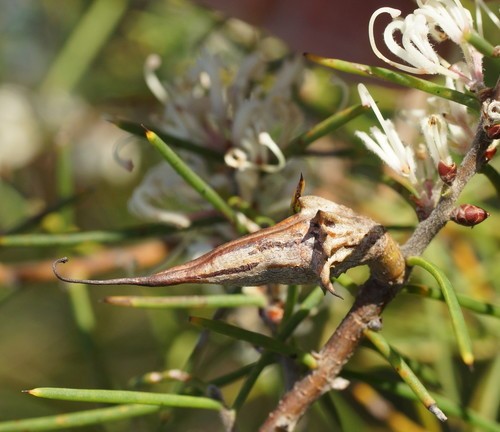 Dagger hakea Care (Watering, Fertilize, Pruning, Propagation) - PictureThis