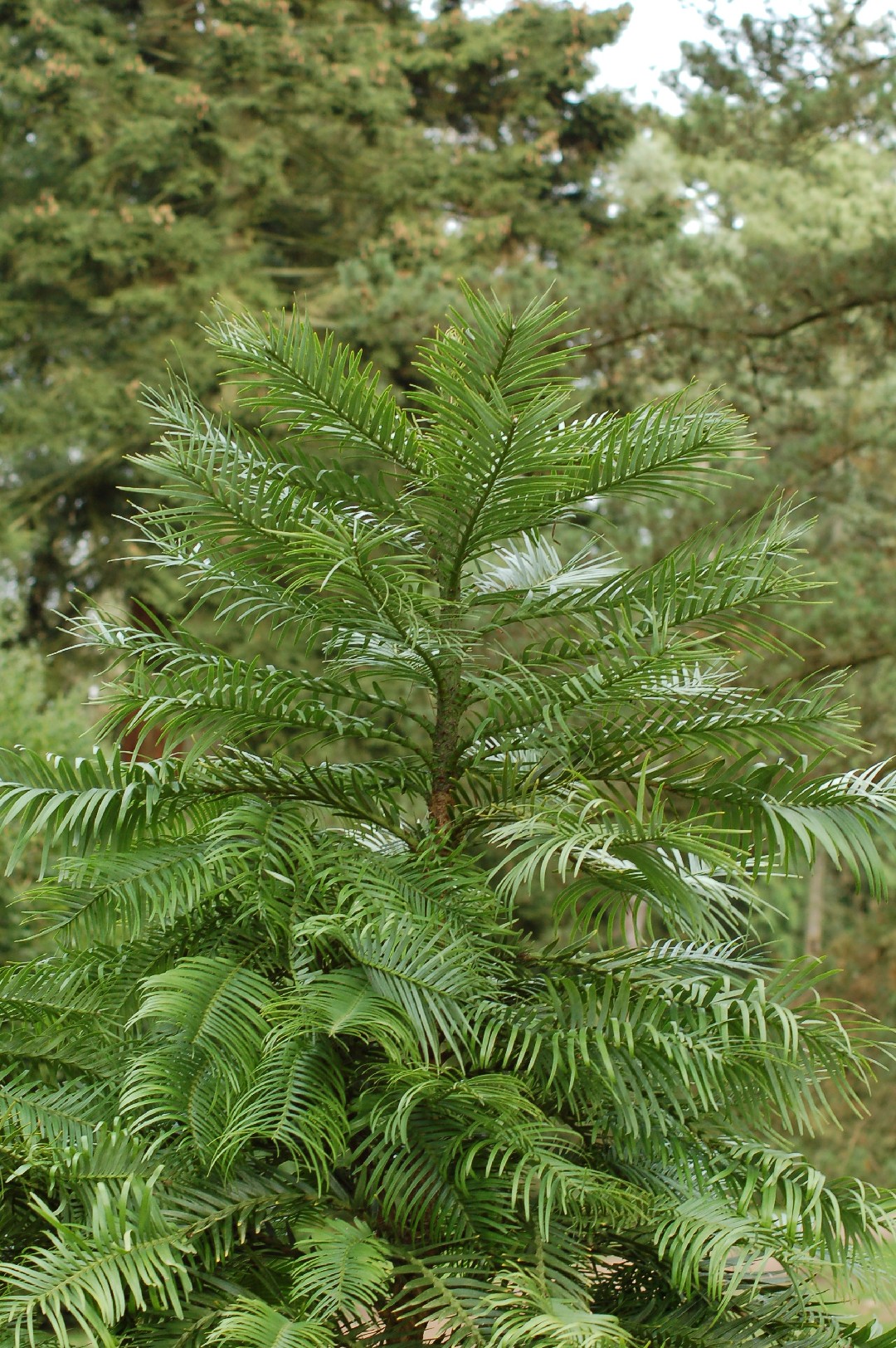 Pin de wollemi (Wollemia nobilis) - PictureThis