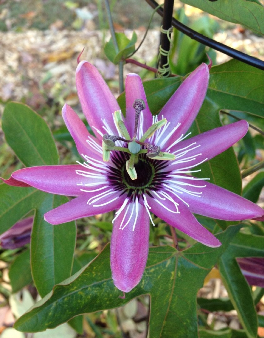 Passiflora × violacea 'Victoria' - PictureThis