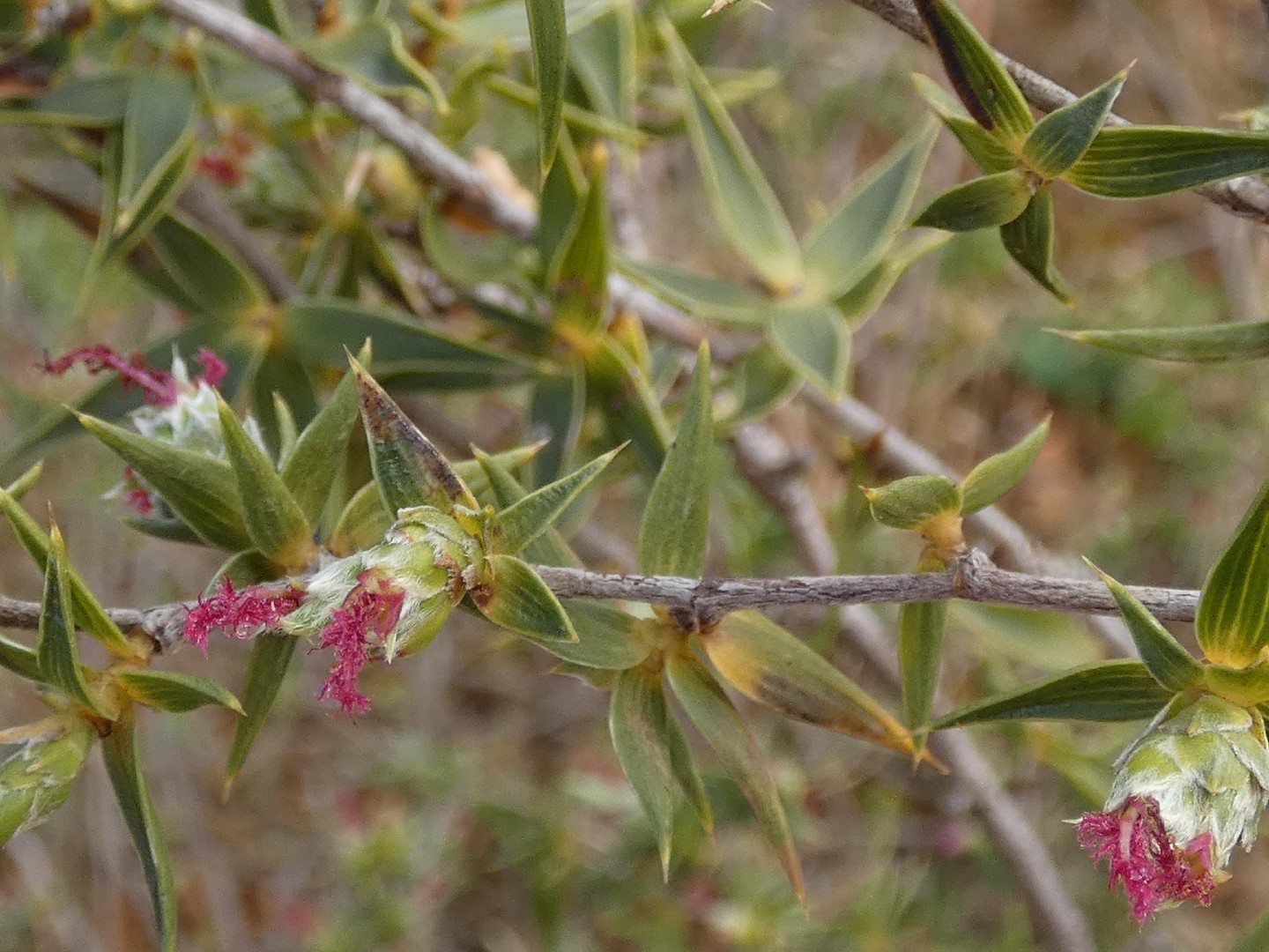 Prickly bush (Cliffortia ruscifolia) Flower, Leaf, Care, Uses - PictureThis
