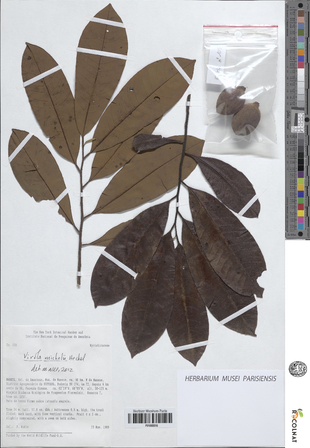 Virola Care (Watering, Fertilize, Pruning, Propagation) - PictureThis