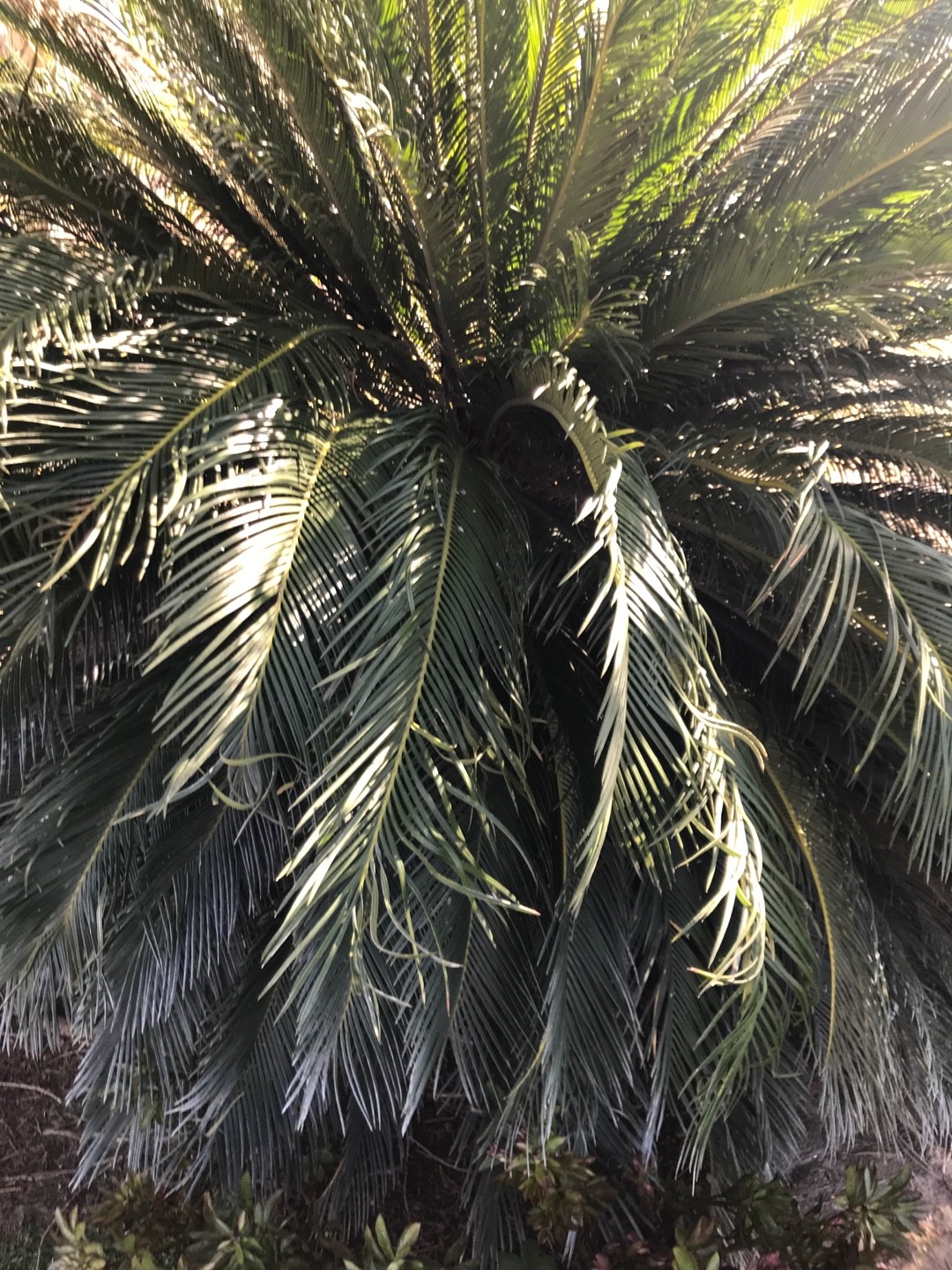 Macrozamia moorei 花言葉，毒性，よくある質問 - PictureThis