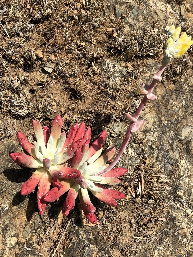 Dudleya caespitosa - PictureThis