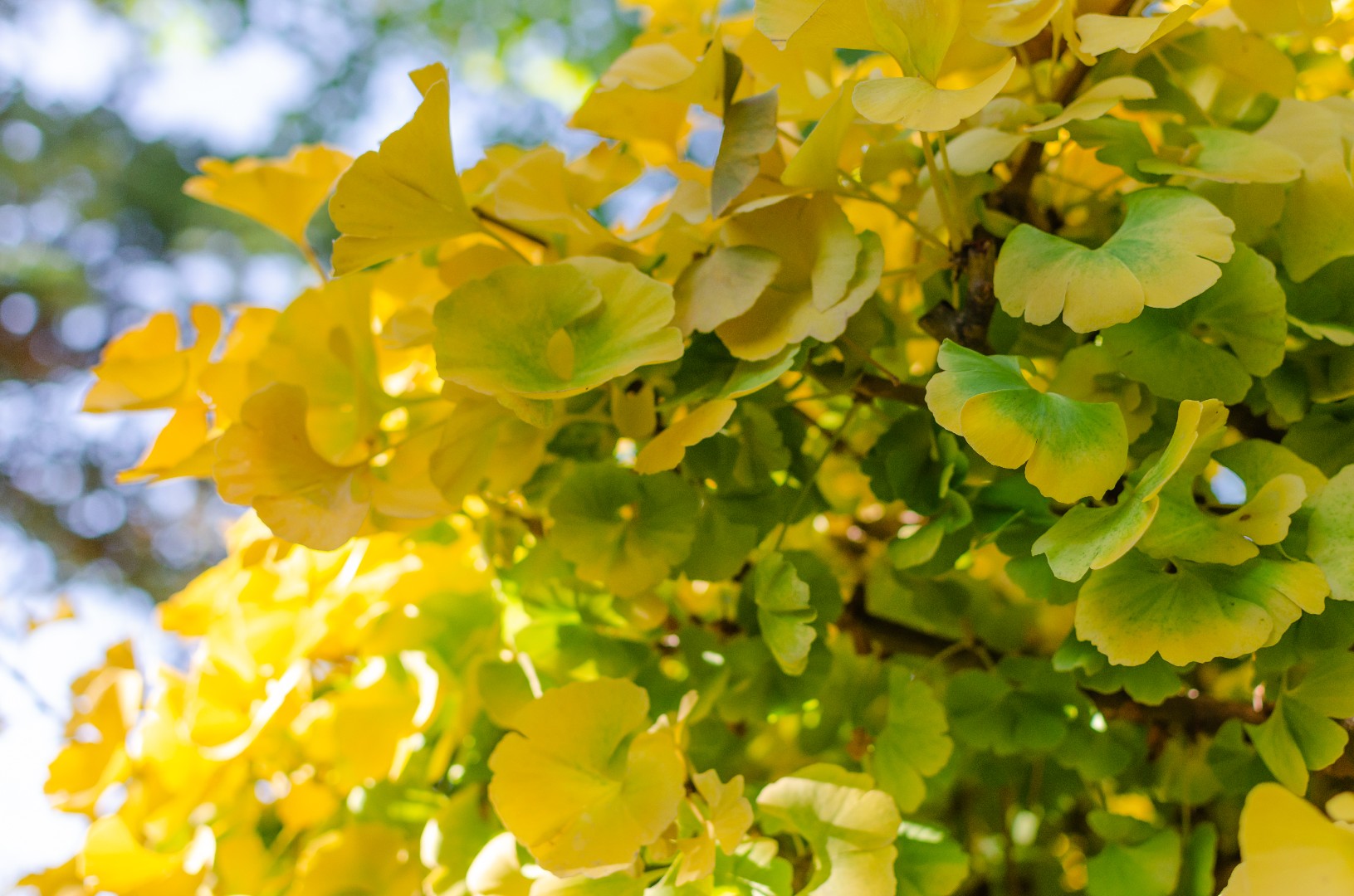Ginkgo Care (Watering, Fertilize, Pruning, Propagation) - PictureThis