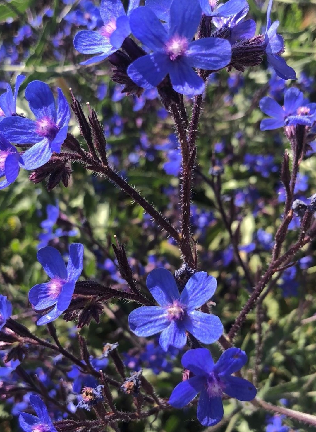 Anchusa - PictureThis