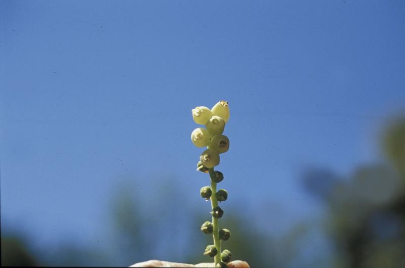 Agariste à feuilles de saule (Agarista salicifolia) - PictureThis
