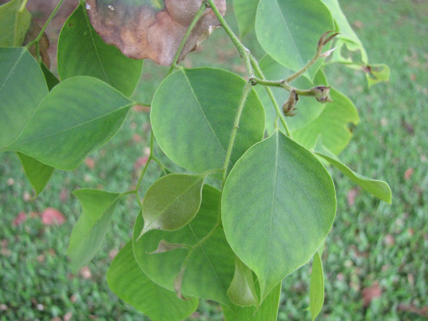 Leaves Of Indian Rosewood Tree
