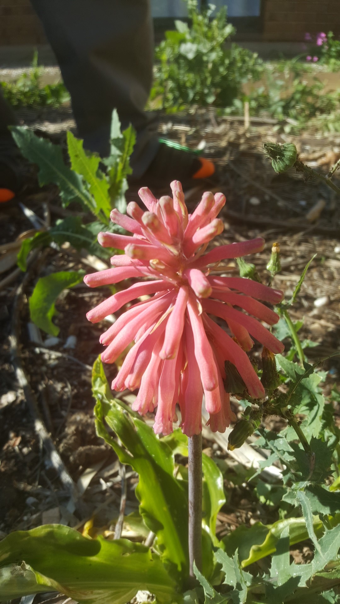 Veld lily Care (Watering, Fertilize, Pruning, Propagation) - PictureThis