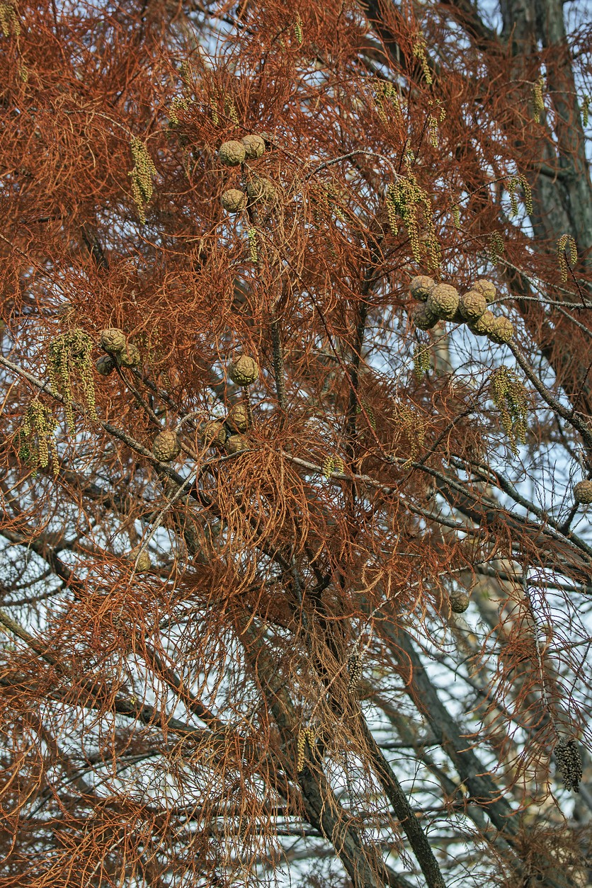 Taxodium distichum var. imbricarium - PictureThis