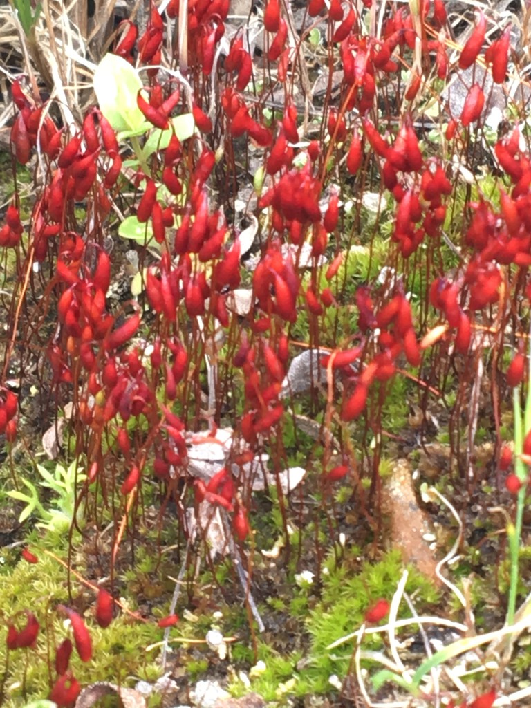 Bryaceae Flower, Leaf, Care, Uses - PictureThis