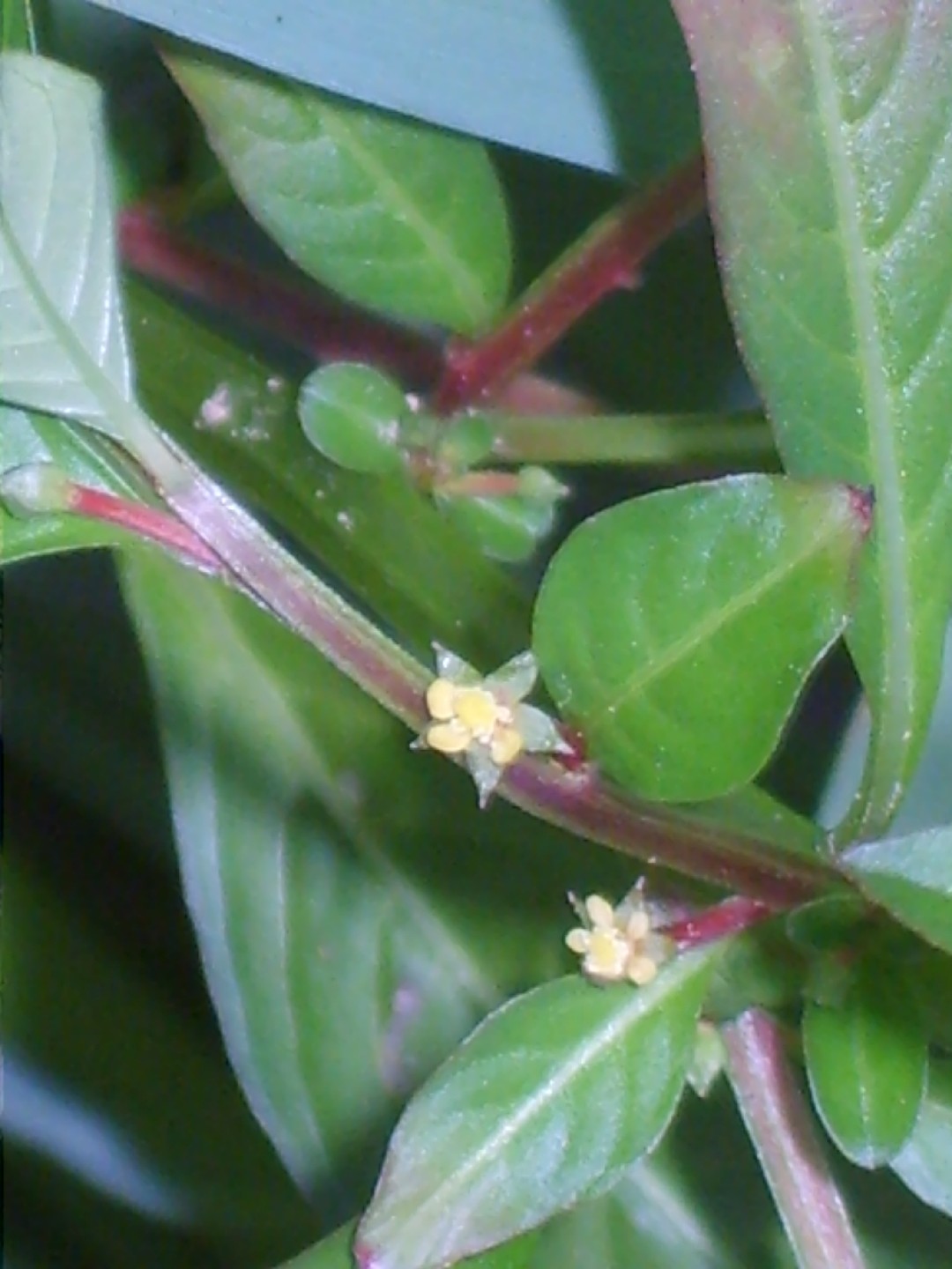 Ludwigia prostrata - PictureThis