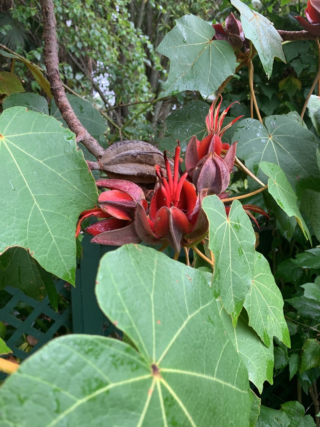 Árbol de manitas (Chiranthodendron pentadactylon) - PictureThis