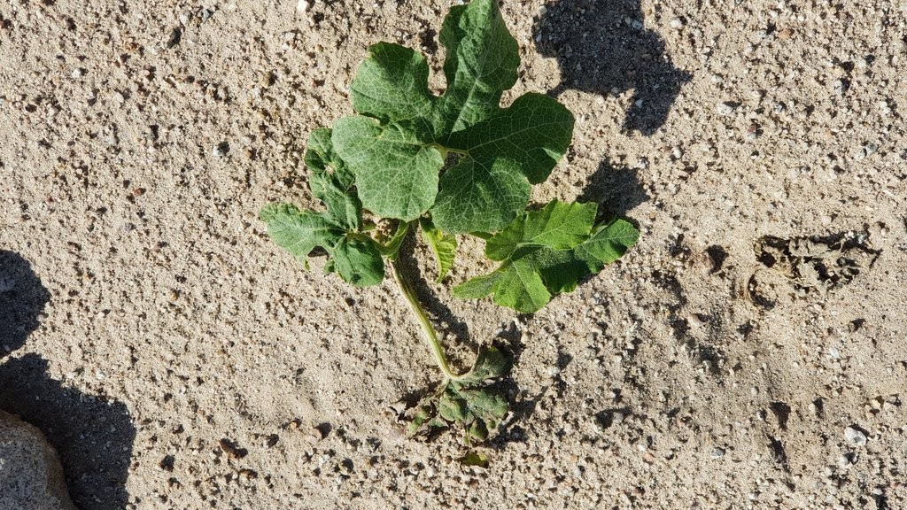 Sandía (Citrullus lanatus) - PictureThis
