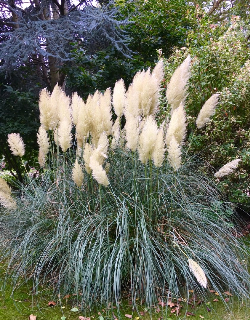 Pampas grasses (Cortaderia) Flower, Leaf, Care, Uses - PictureThis
