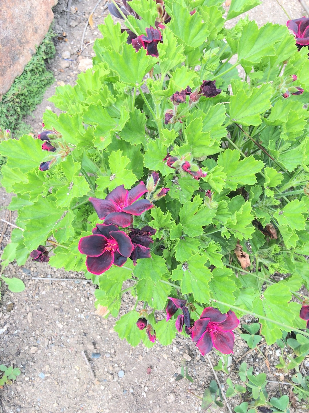 Pelargonium 'Lord Bute' - PictureThis