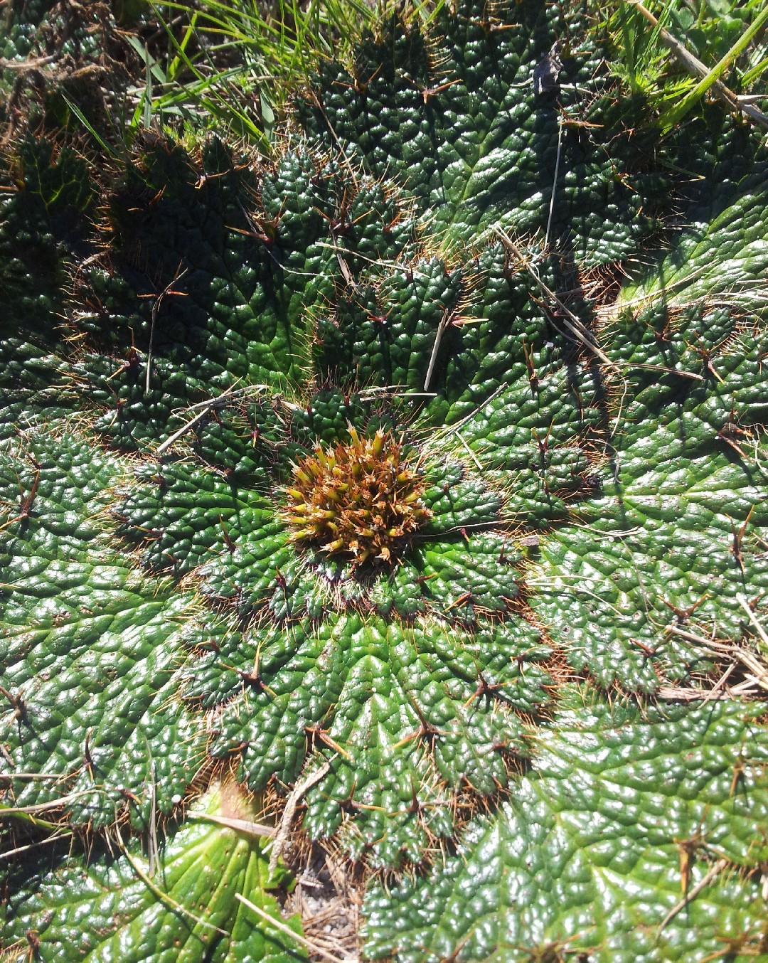 Arctopus echinatus - PictureThis