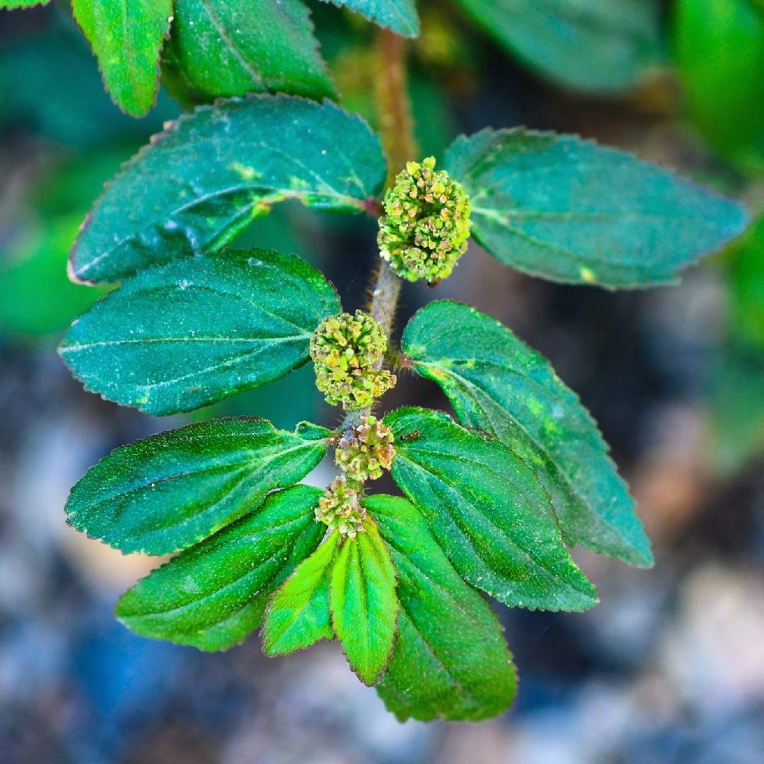 Asthma-plant (Euphorbia hirta) Flower, Leaf, Care, Uses - PictureThis