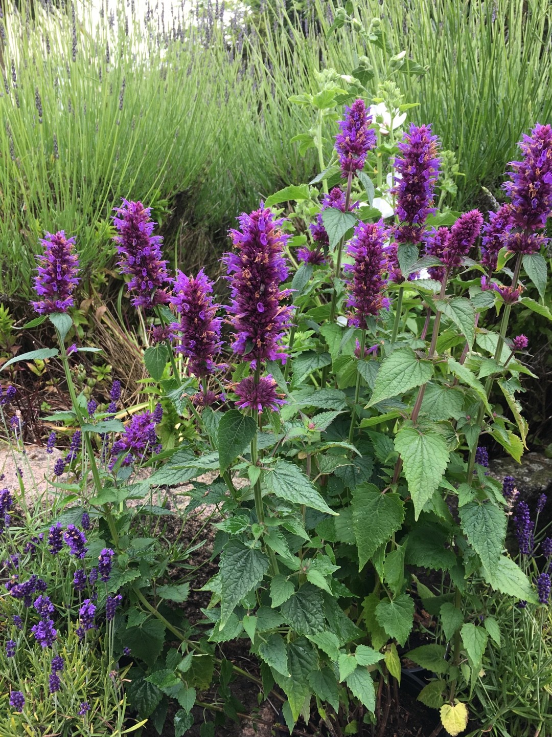 Agastache - PictureThis