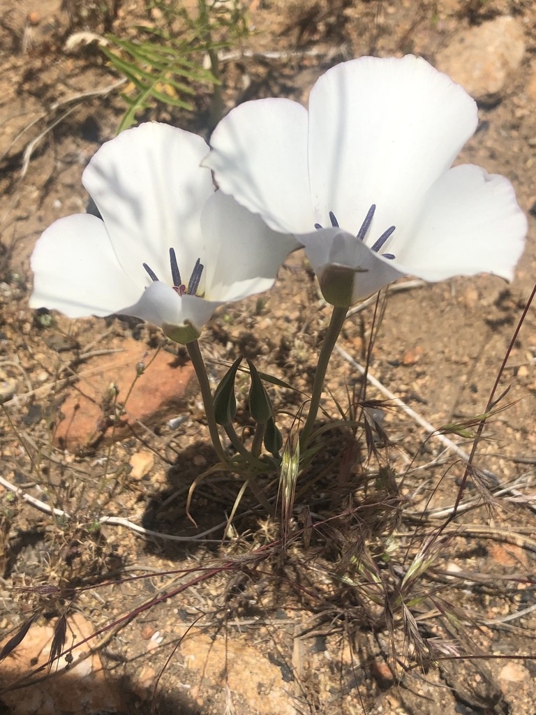 Calochortus invenustus - PictureThis