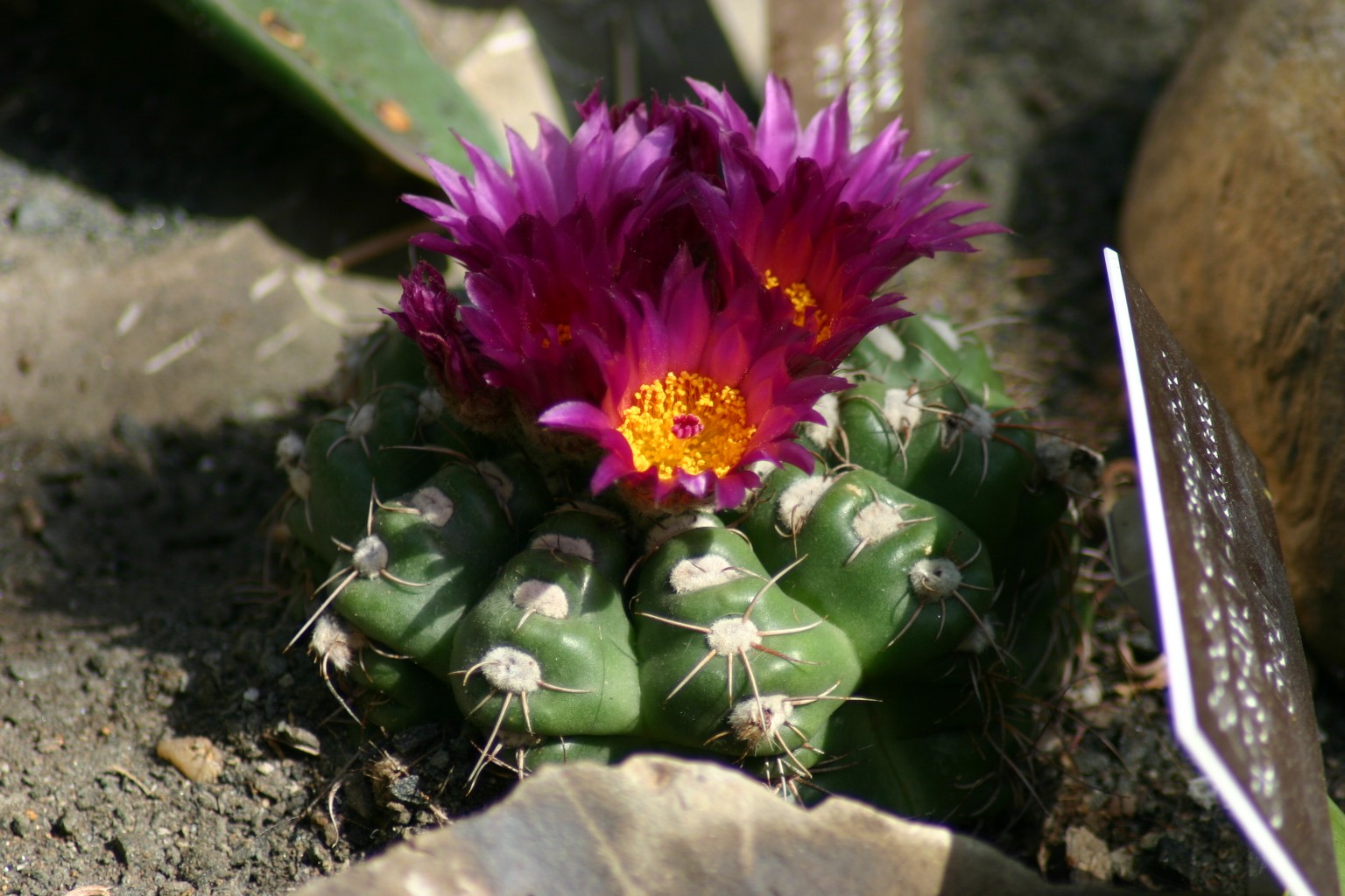 Parodia crassigibba - PictureThis