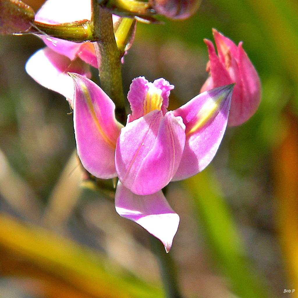 Bletia común (Bletia purpurea) - PictureThis