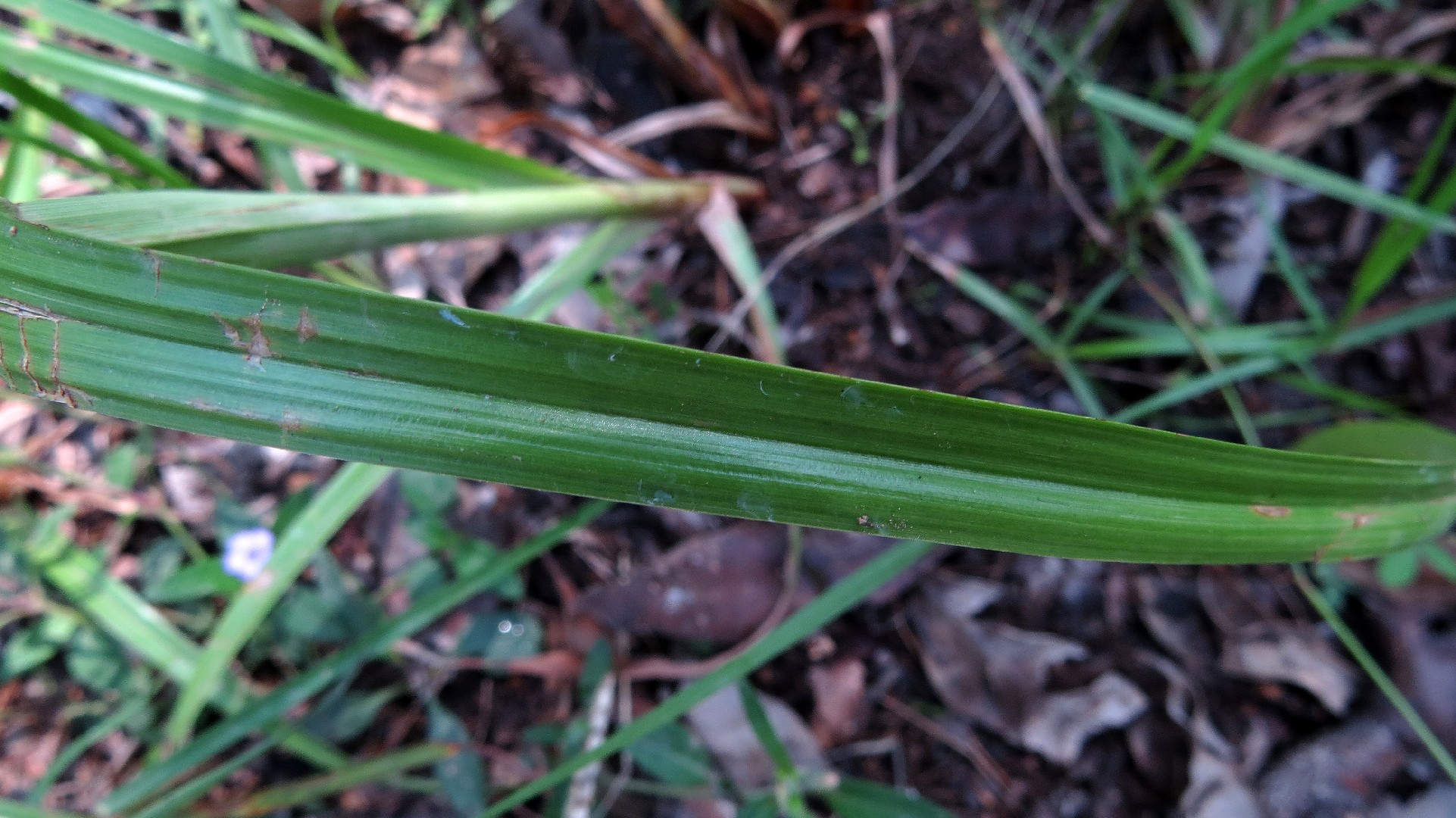 Cyperus cyperoides - PictureThis