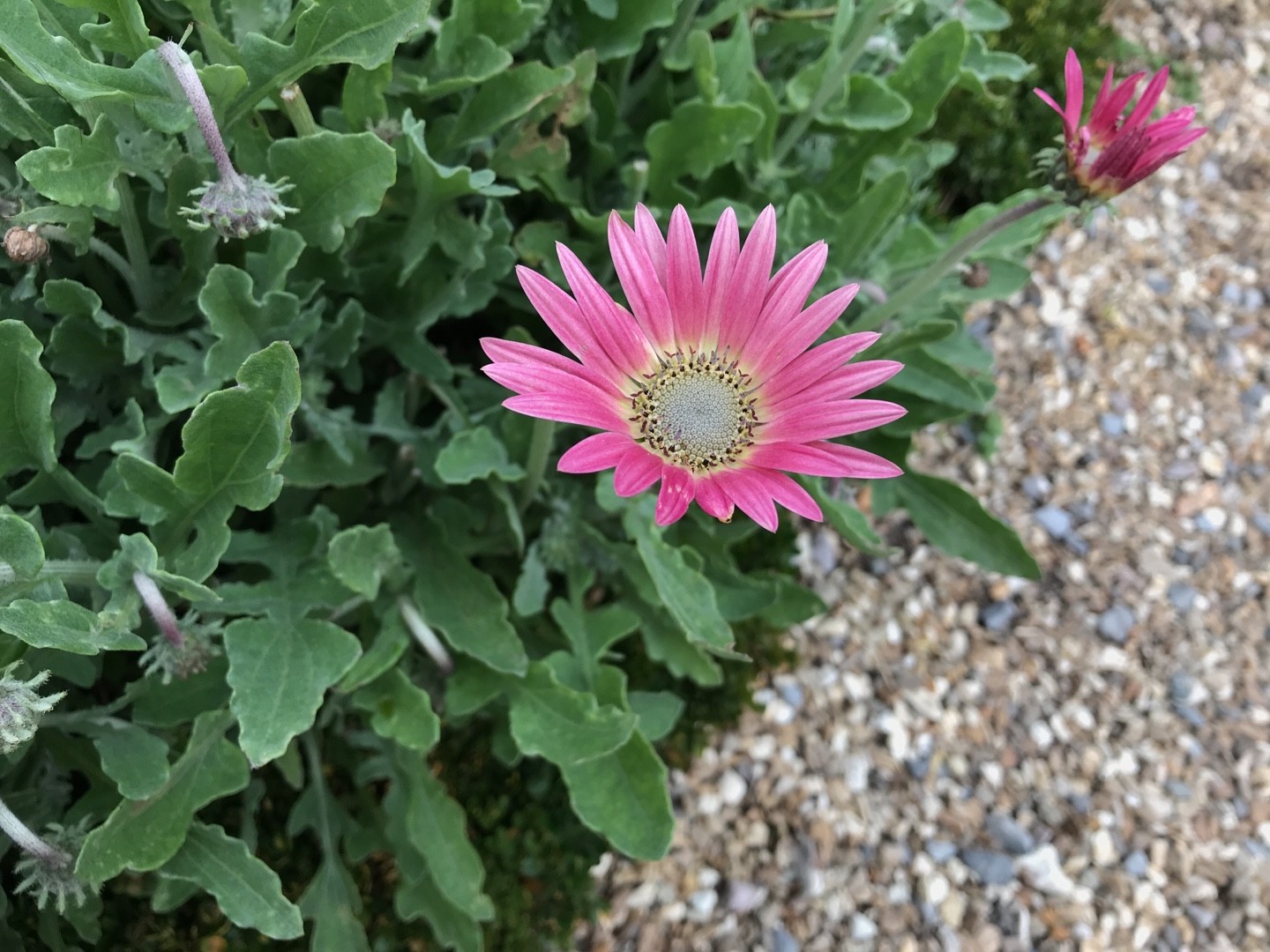 Arctotis - PictureThis