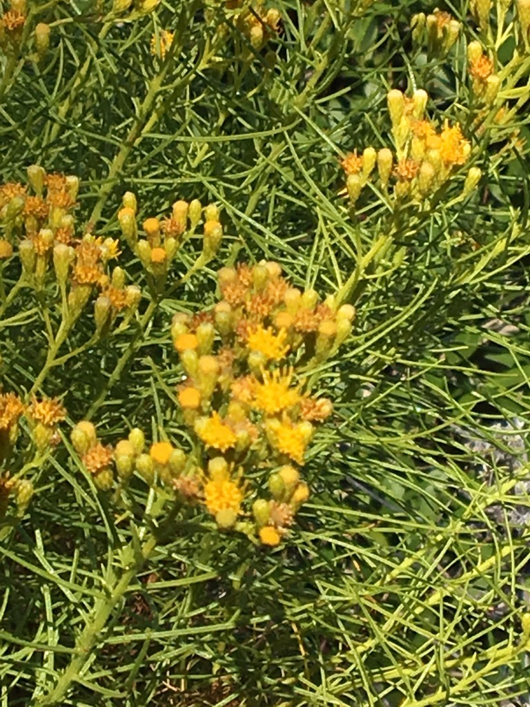 Ericameria arborescens - PictureThis