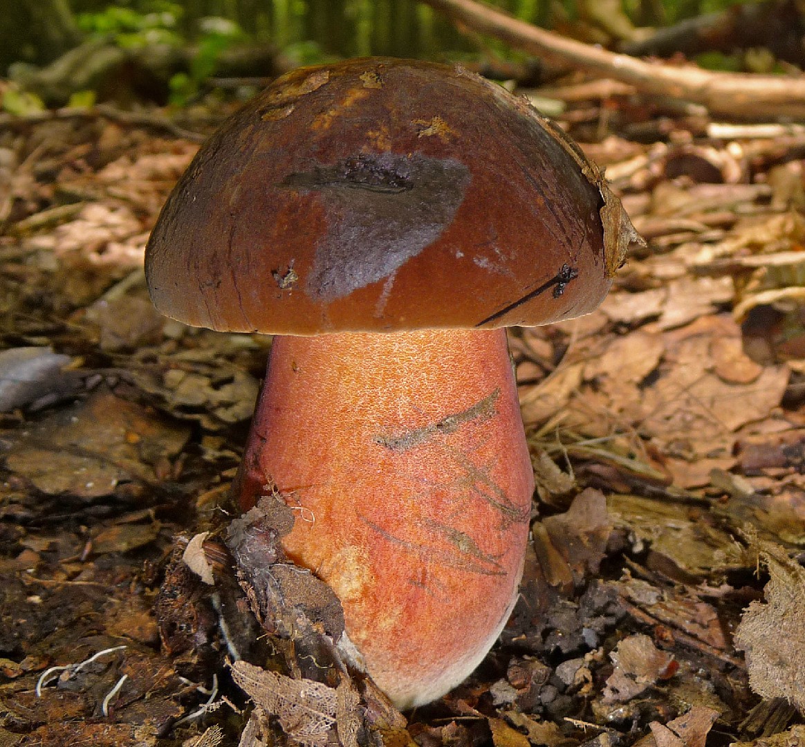 Neoboletus Flower, Leaf, Care, Uses - PictureThis