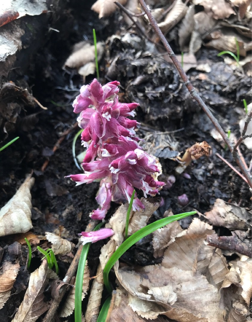 Lathraea Flower, Leaf, Care, Uses - PictureThis