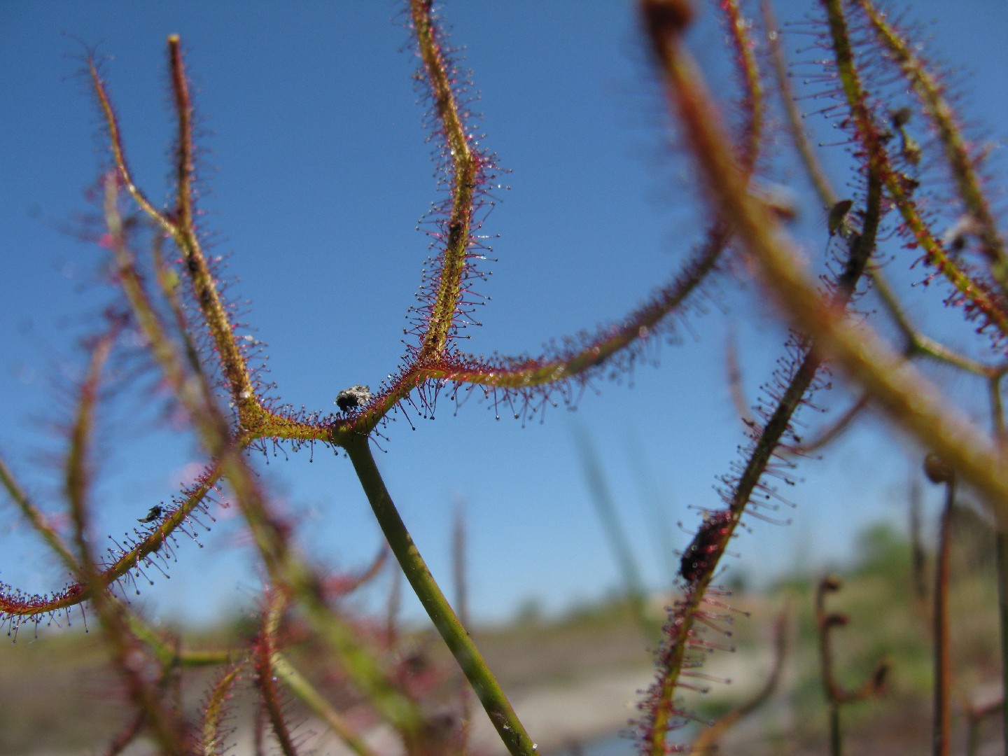 Drosera binata - PictureThis