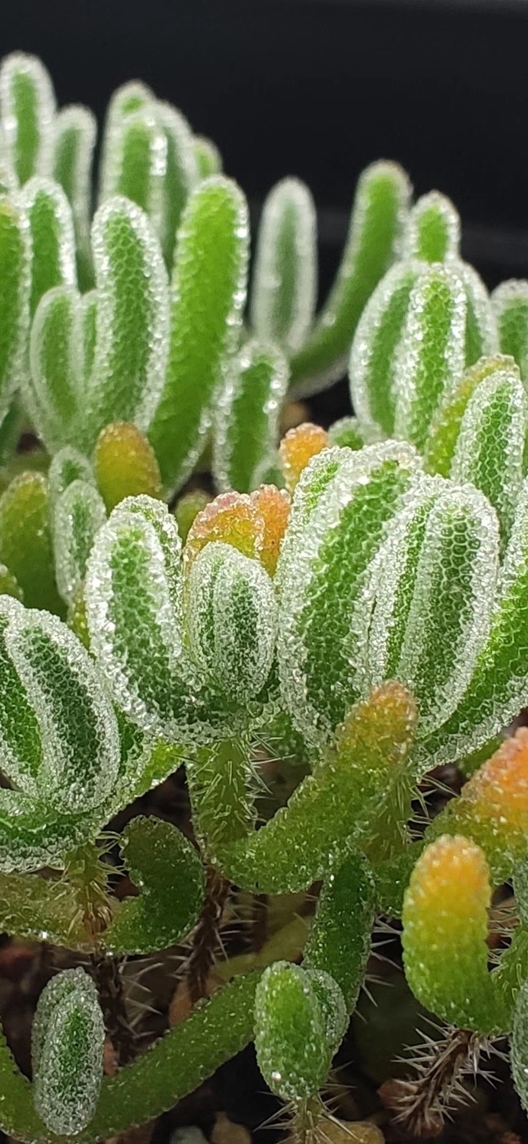 How to Plant and Grow Dicrocaulon ramulosum(Dicrocaulon ramulosum)