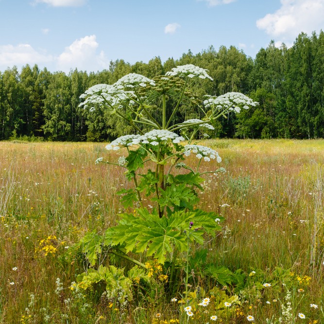 Heracleum (Heracleum) - PictureThis