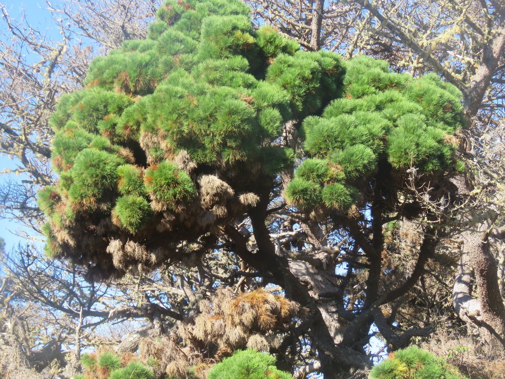 Pino obispo (Pinus muricata) - PictureThis