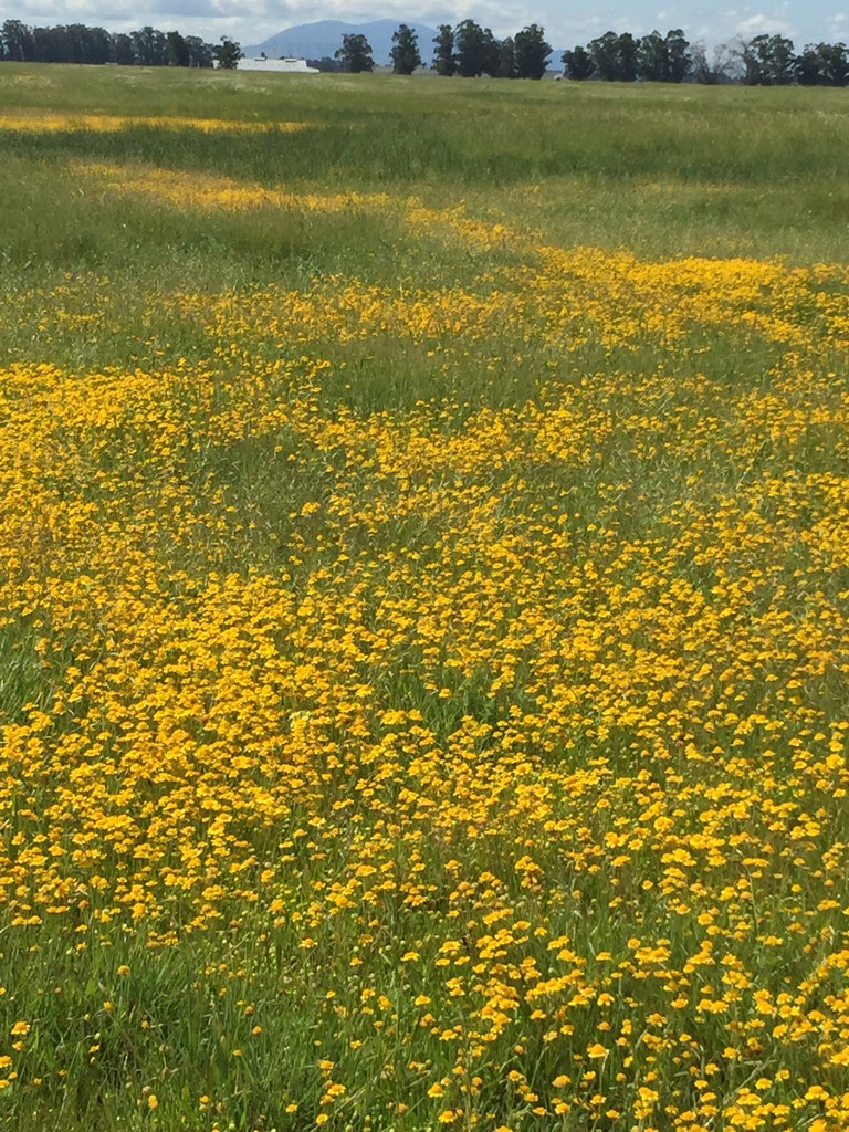 Lasthenia fremontii - PictureThis