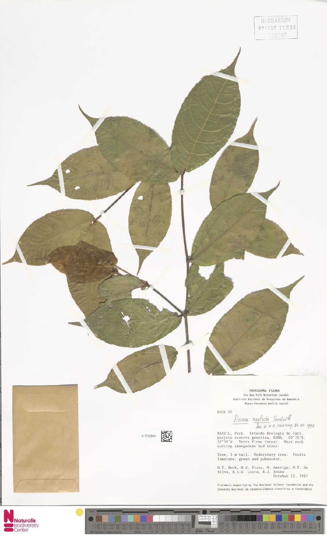 Rinorea neglecta - PictureThis