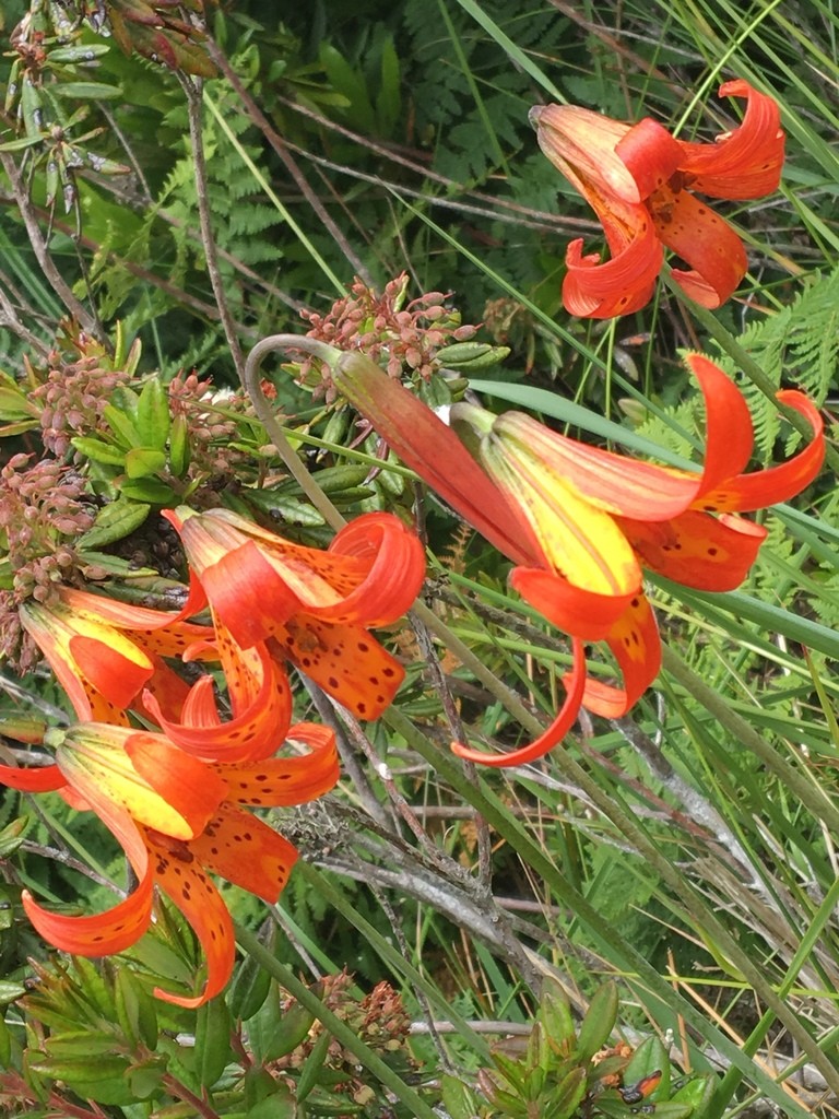 Lilium maritimum 照顧，種植，繁殖，開花時間 - PictureThis