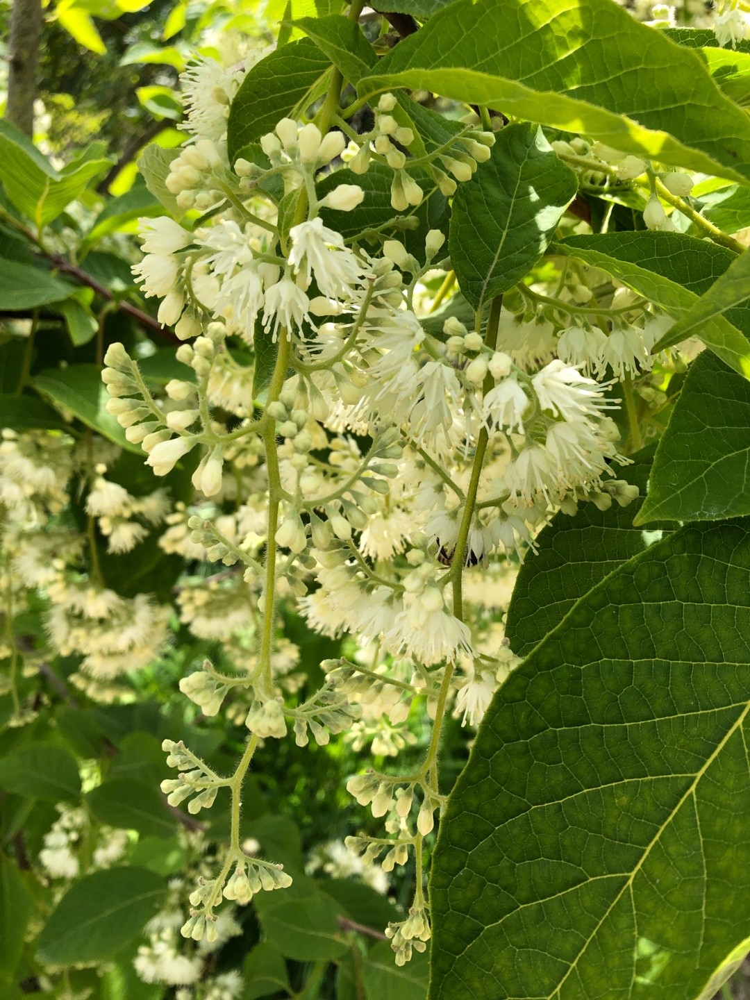 Fragrant epaulette tree (Pterostyrax hispidus) Flower, Leaf, Care, Uses ...