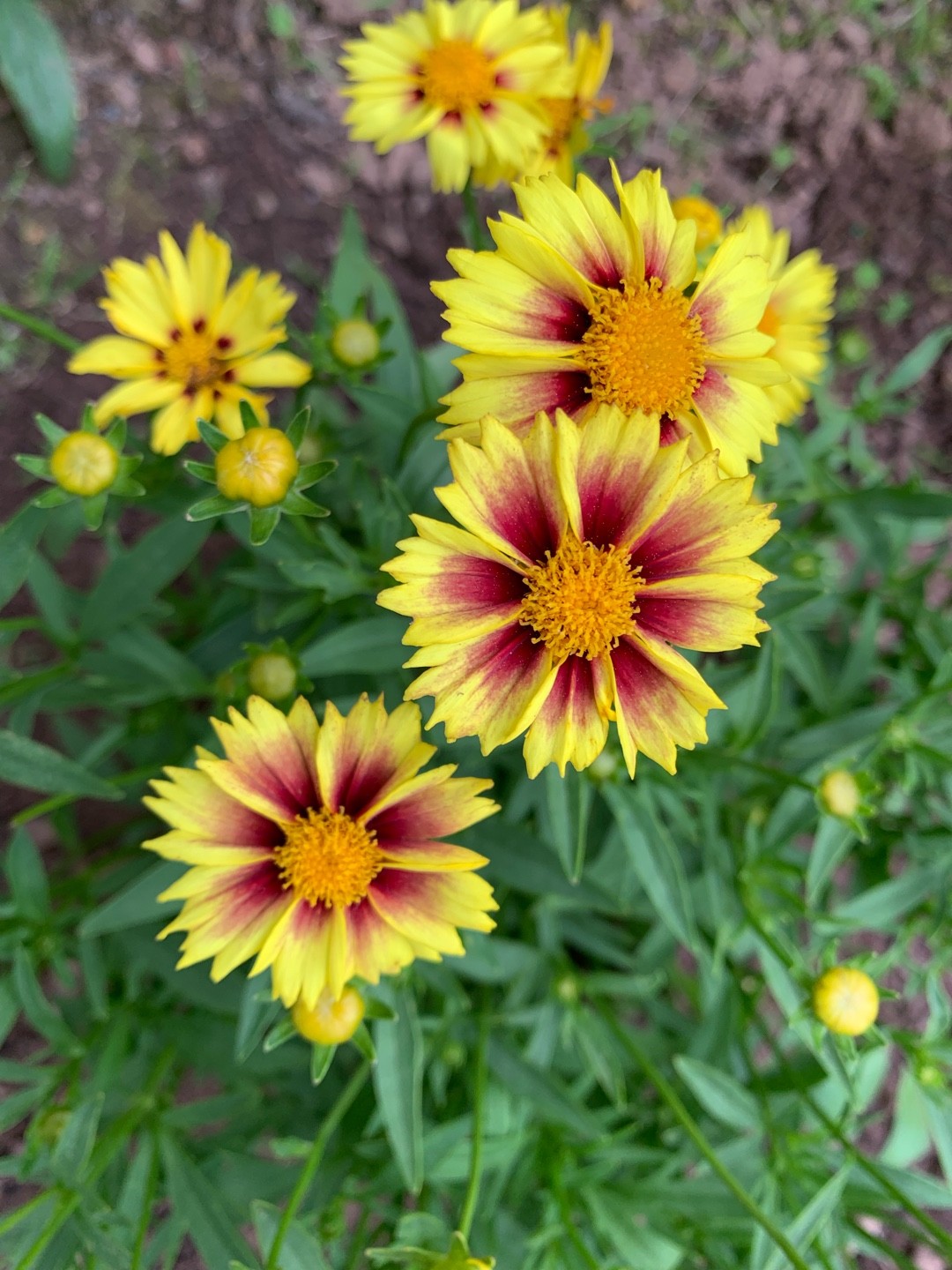 Coreopsis 'Enchanted Eve' - PictureThis